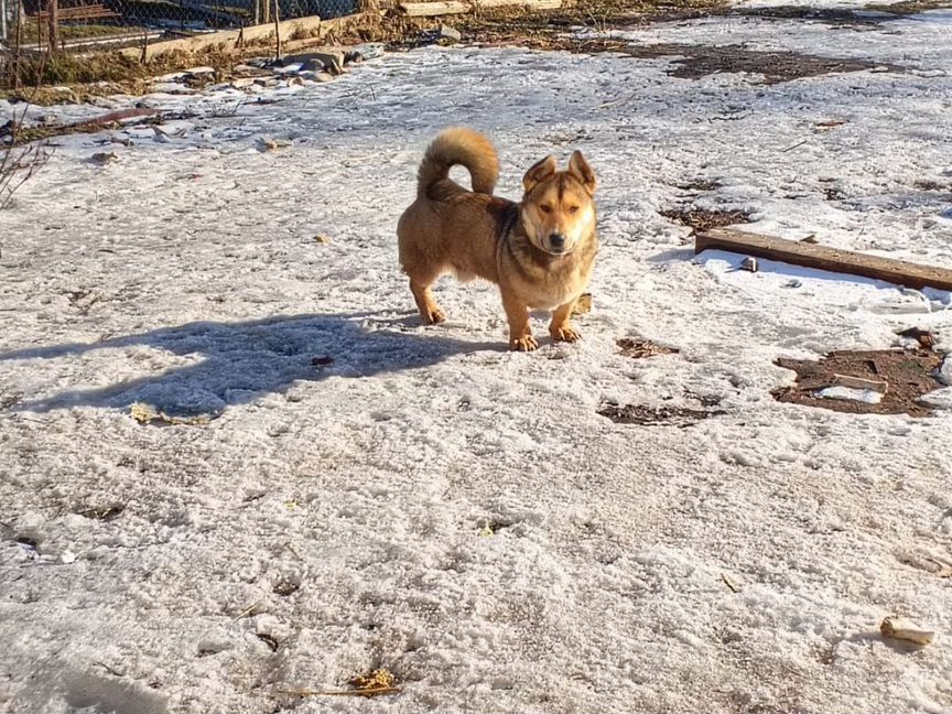 Рыжый ушастик в хорошие руки