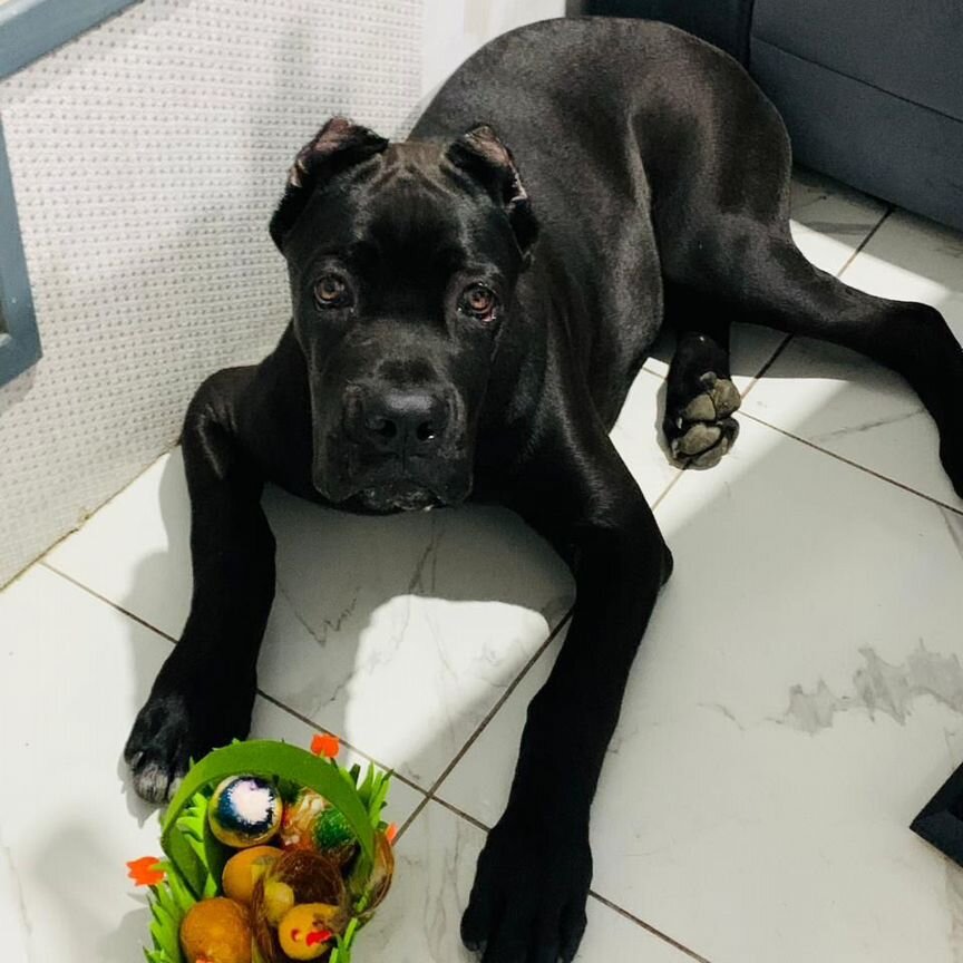 Продам кане корсо