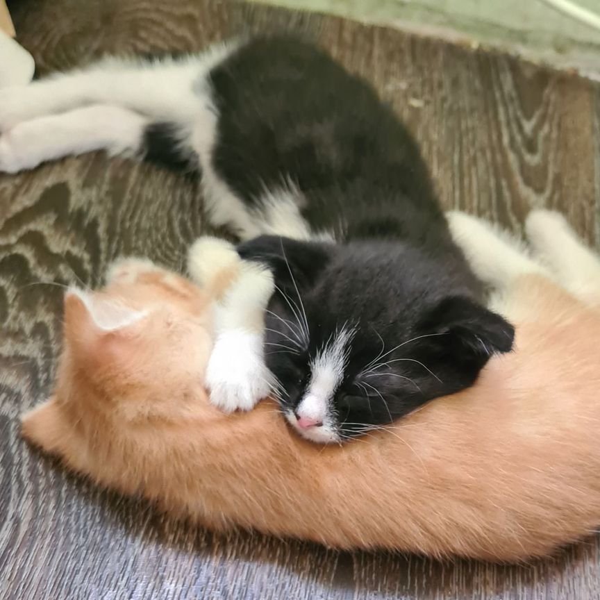 Отдам кота в добрые руки