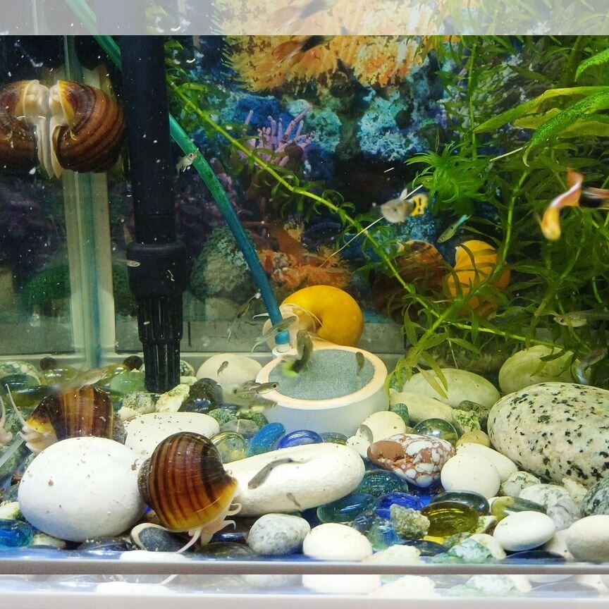 Продам улиток и рыбок