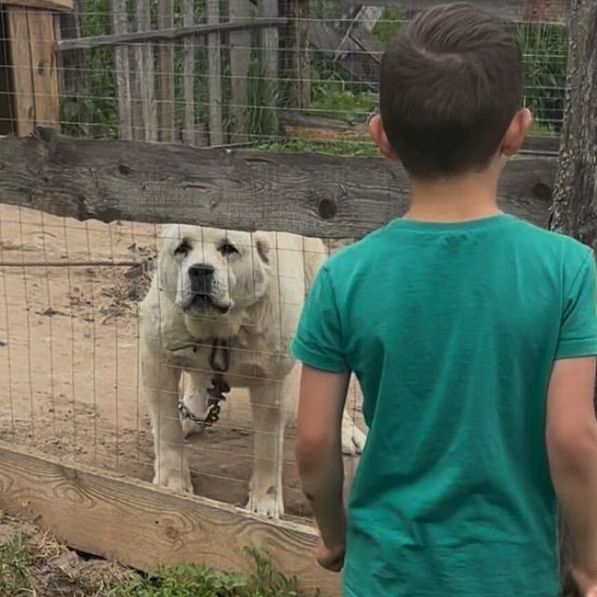 Собака алабай бесплатно