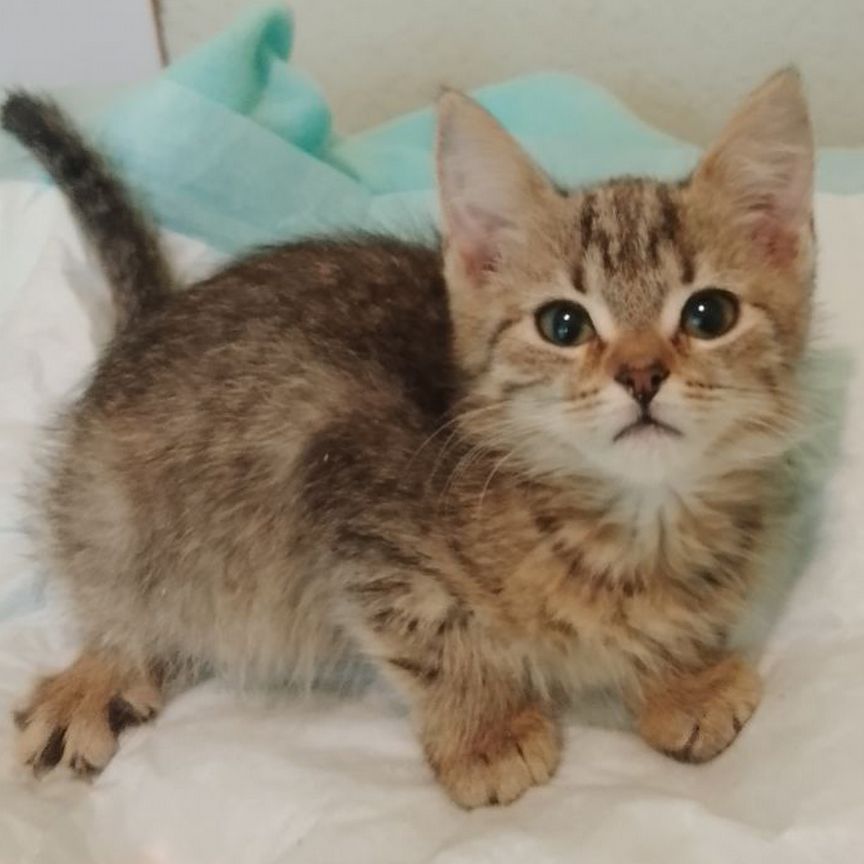 Котята бесплатно