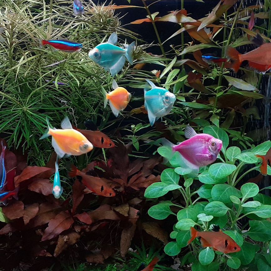 Аквариумные рыбки Тернеции