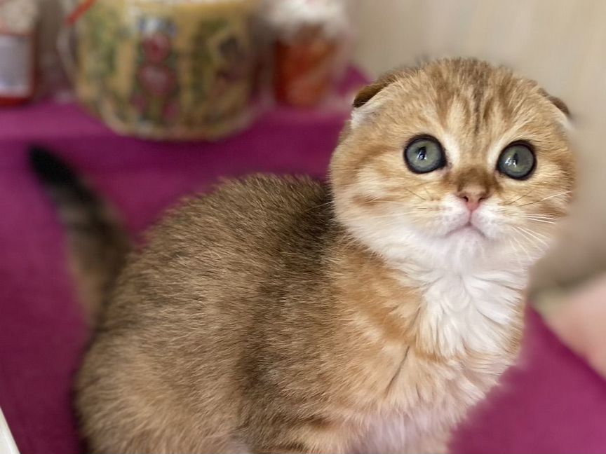 Шотландский вислоухий кот