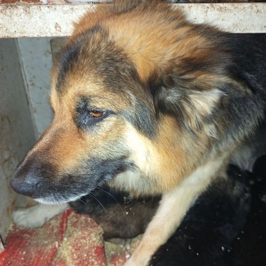 Немецкая овчарка, щенок