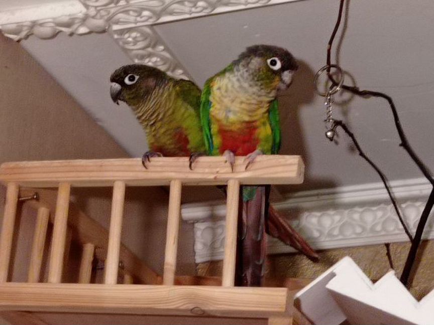 Попугаи пиррура
