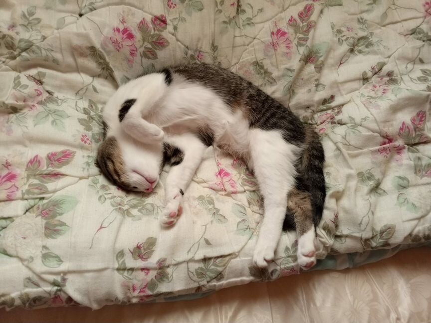 Метис бенгальской кошки