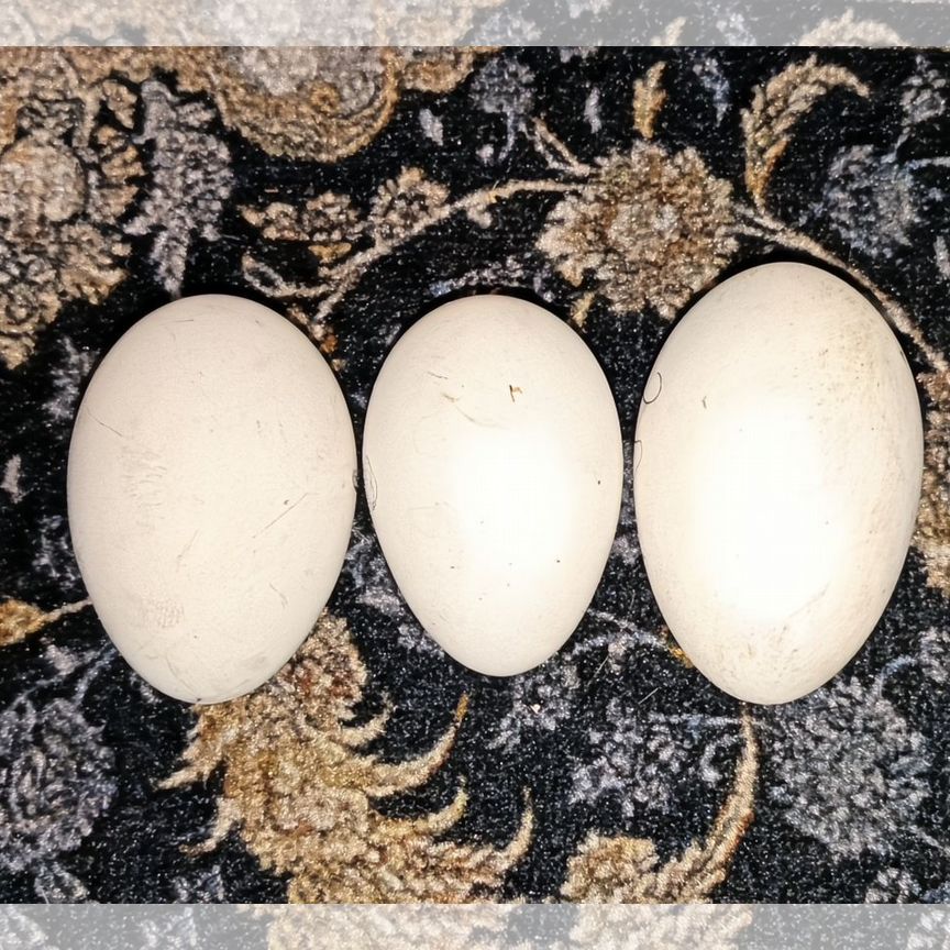 Яйцо гусиное для инкубации