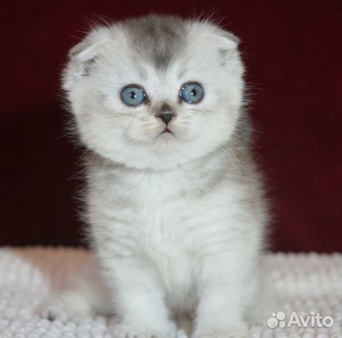 Вислоушка, шиншила