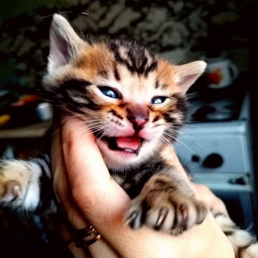 Котята Бенгальские
