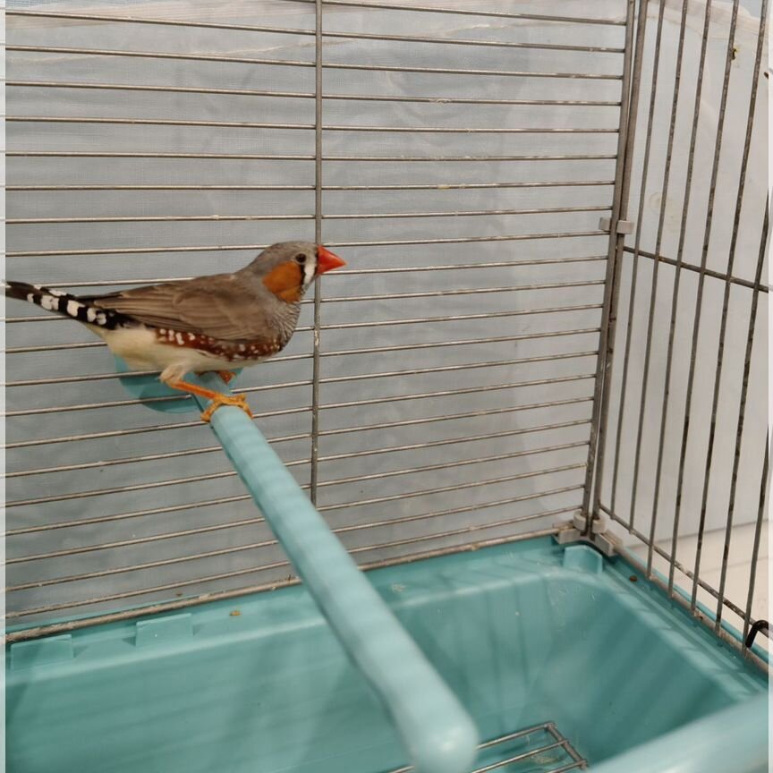 Птичка попугай зебровый амадин