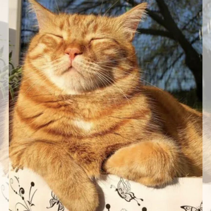 Взрослый кот в добрые руки