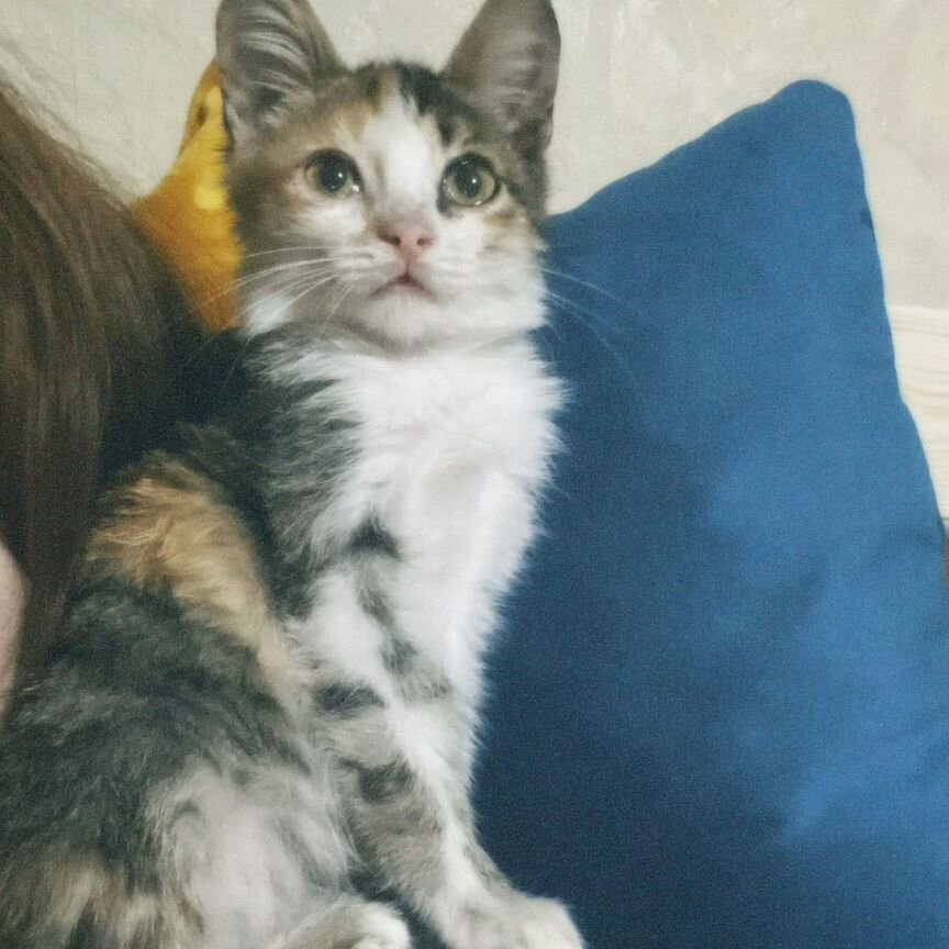 Котенок в добрые руки
