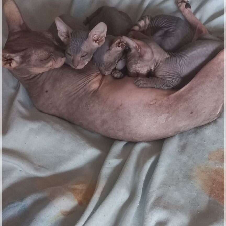 Канадский сфинкс котёнок