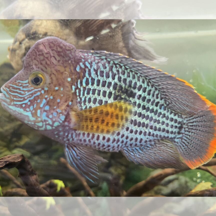 Акара бирюзовая самец крупный