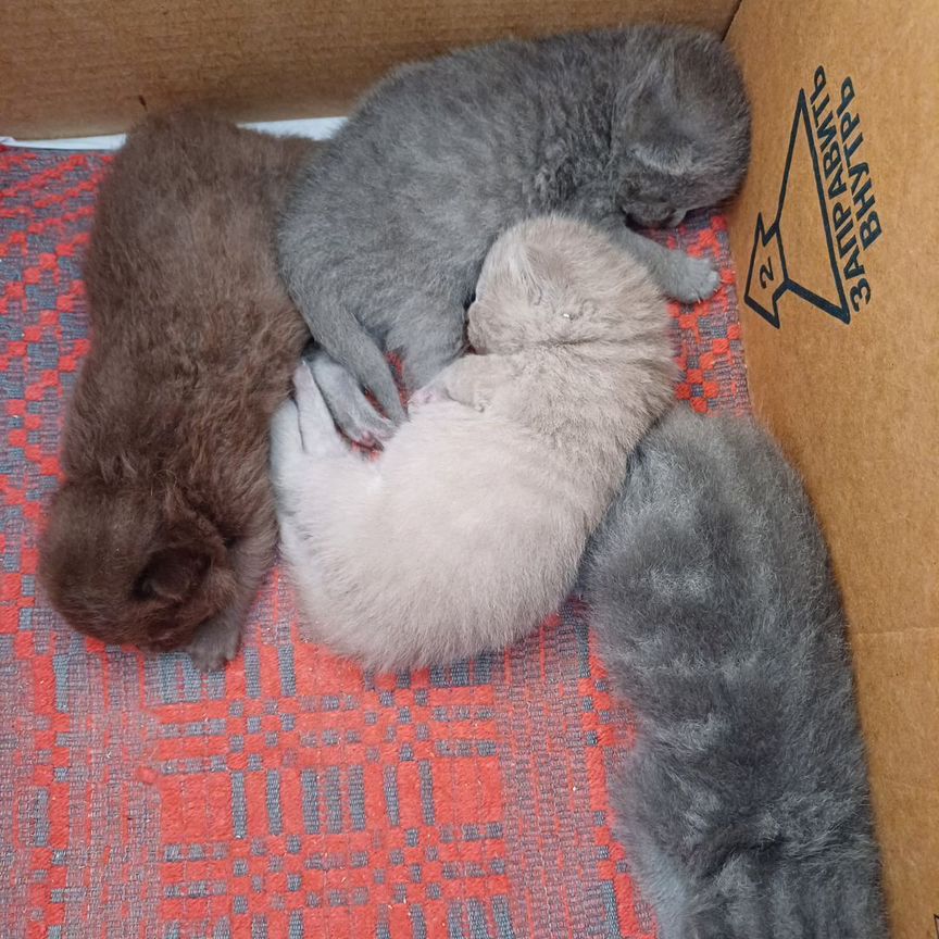 Шотландская