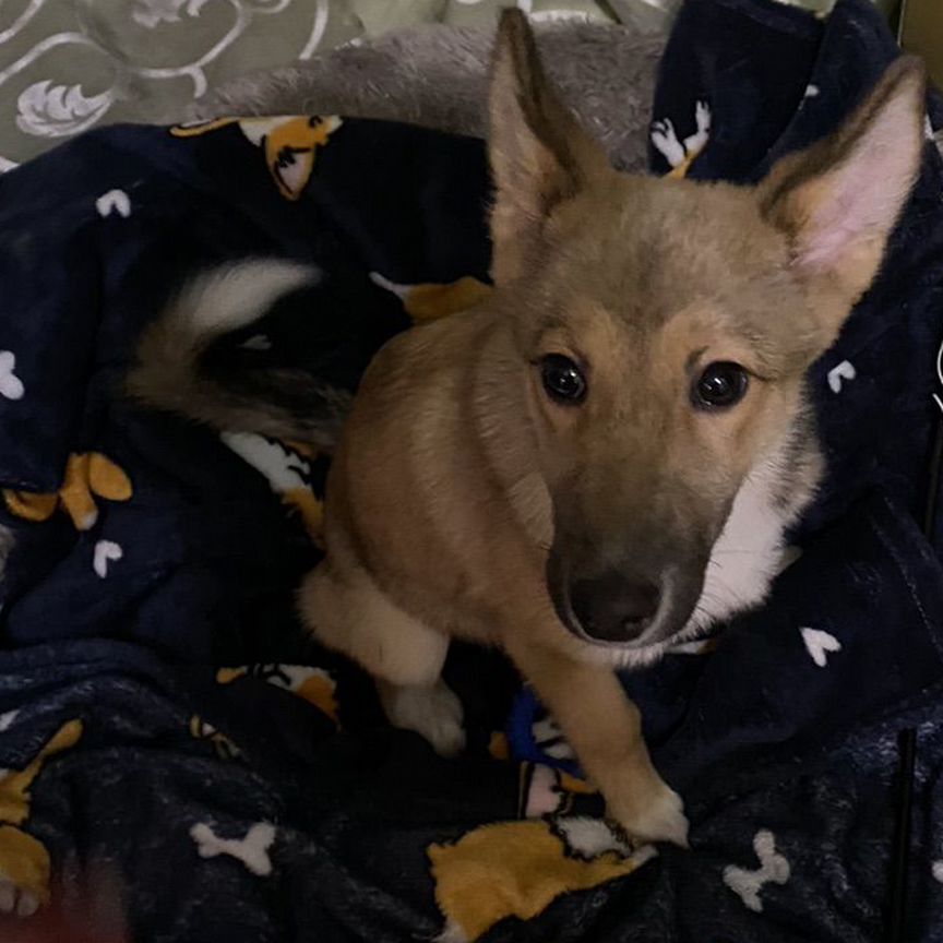 Западносибирская лайка, щенок