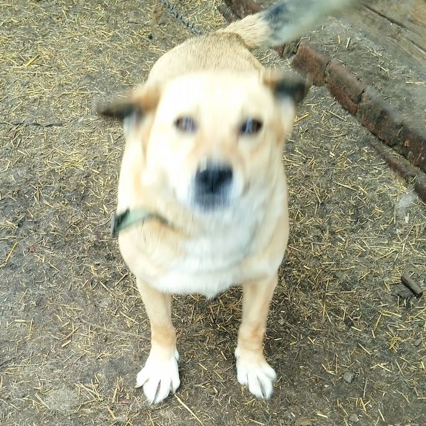 Взрослый пёс в добрые руки