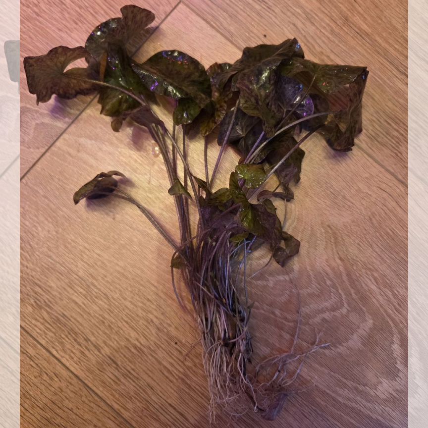 Нимфея тигровая