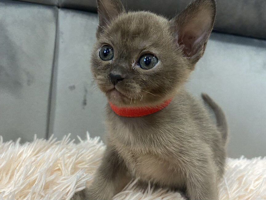 Бурманские котята. (бронь)