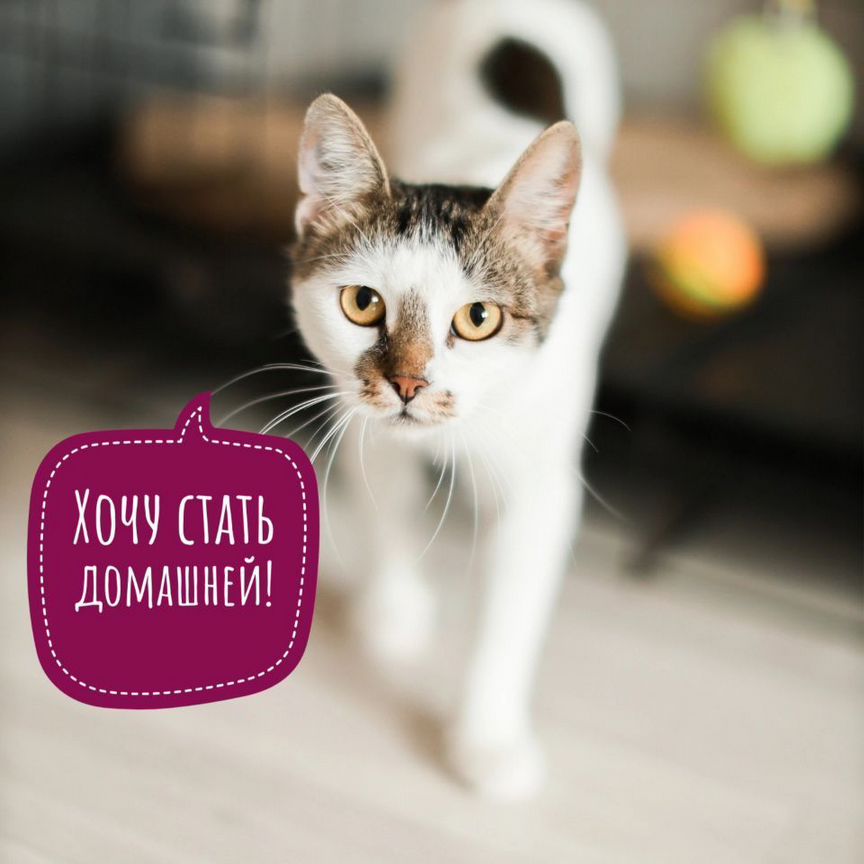 Кошечка Лола из Курска