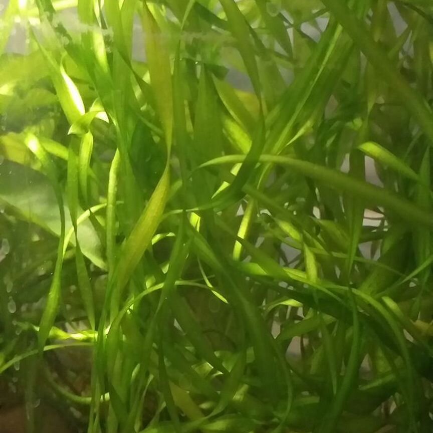 Аквариумные растения