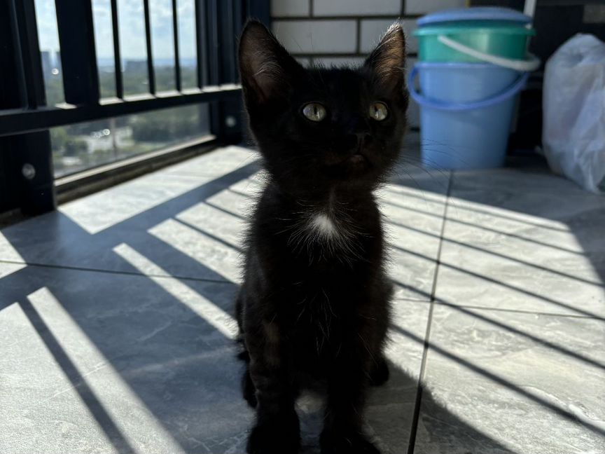 Черненький котёнок в добрые руки