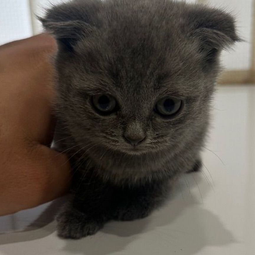 Шотландский вислоухий короткошёрстный котёнок