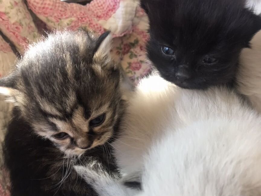 Котята