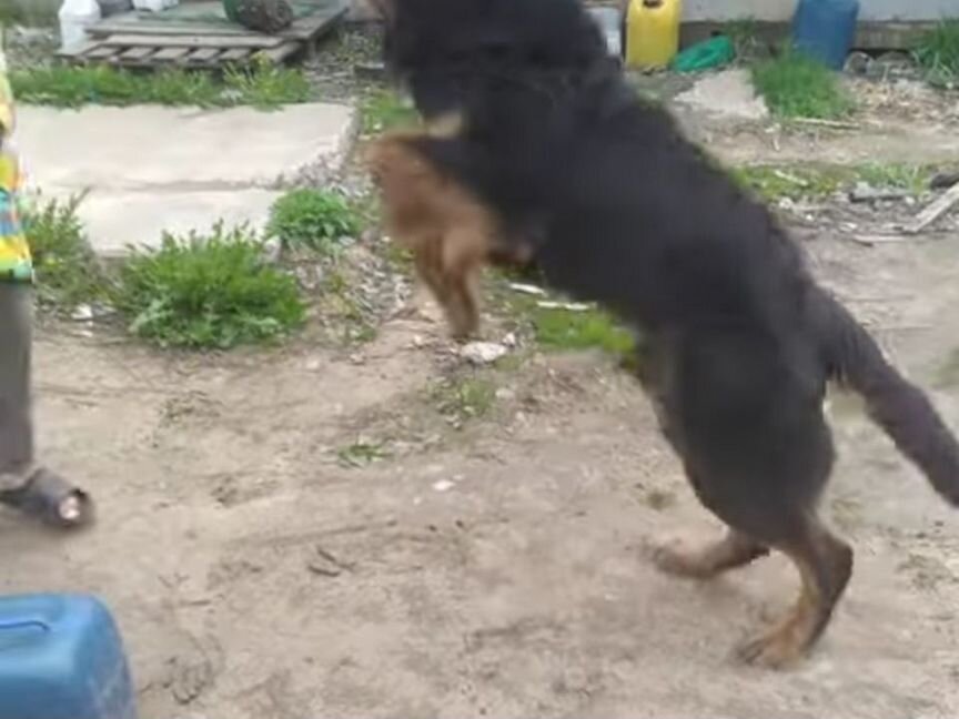 Хотошо бмв чистокровный на вязку