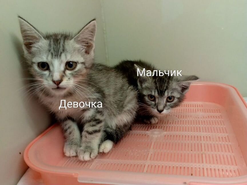 Котята в добрые руки