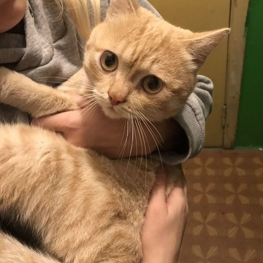 Рыжий котик в добрые руки