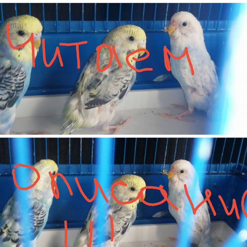 Волнистый попугай птенцы