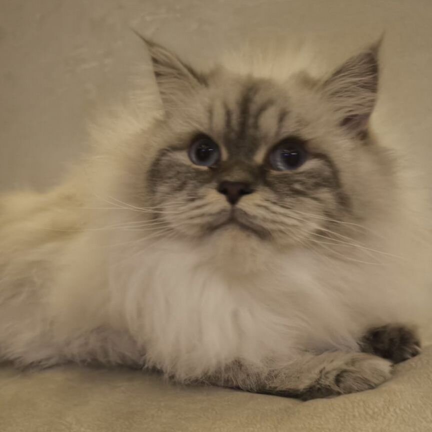 Невский маскарадный котёнок