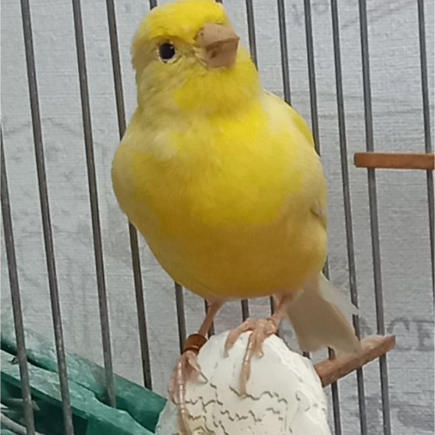 Кенар