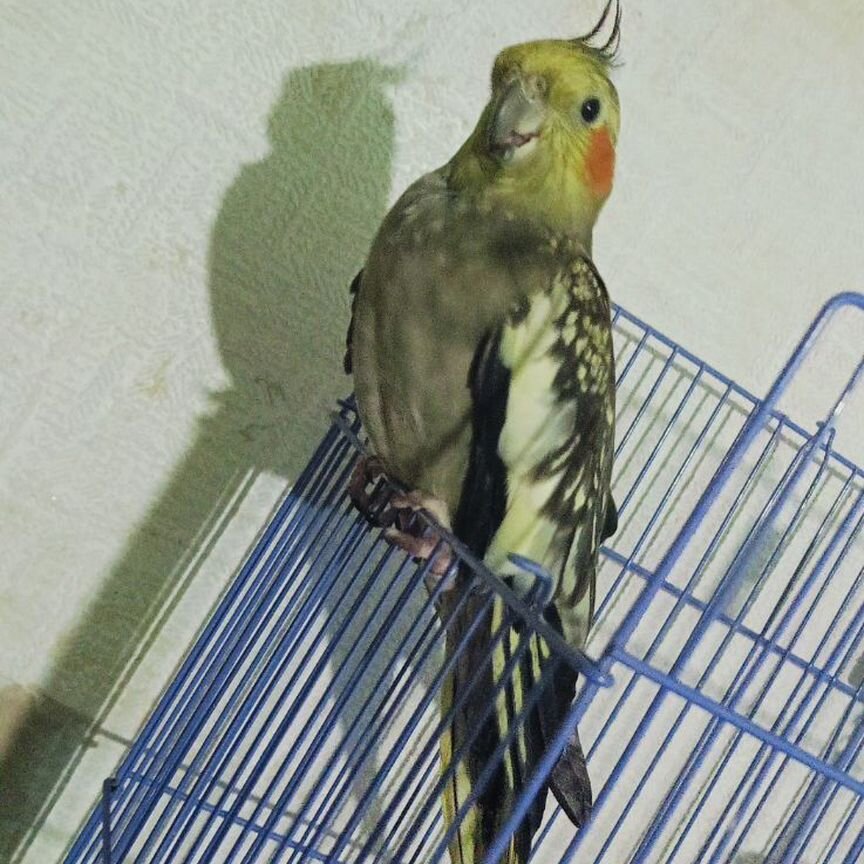 Попугай корелла девочка