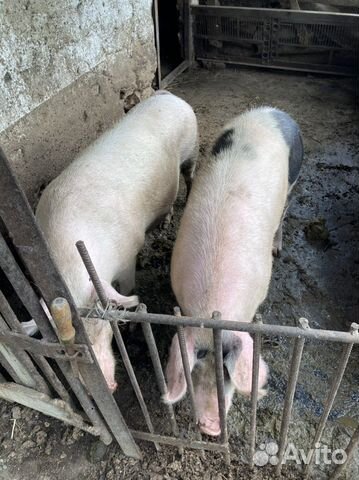 Супоросная свиноматка