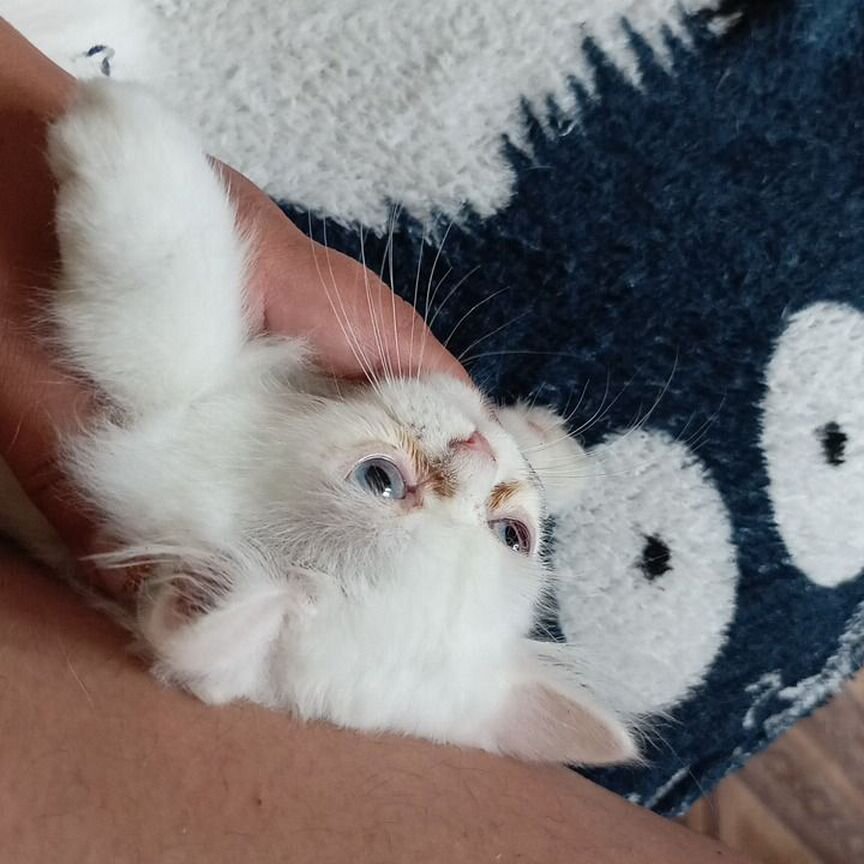 Персидский котенок