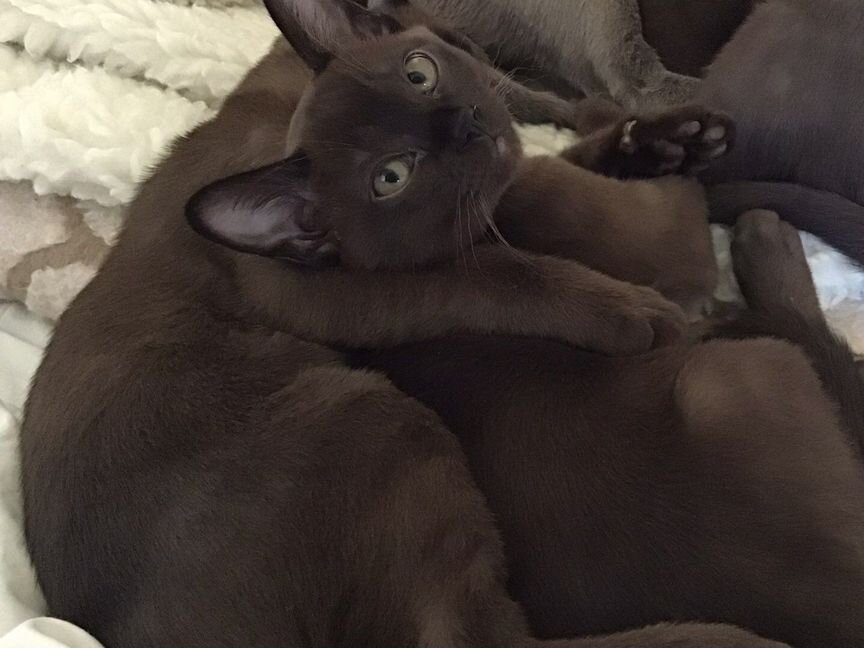 Бурманский котенок соболиный