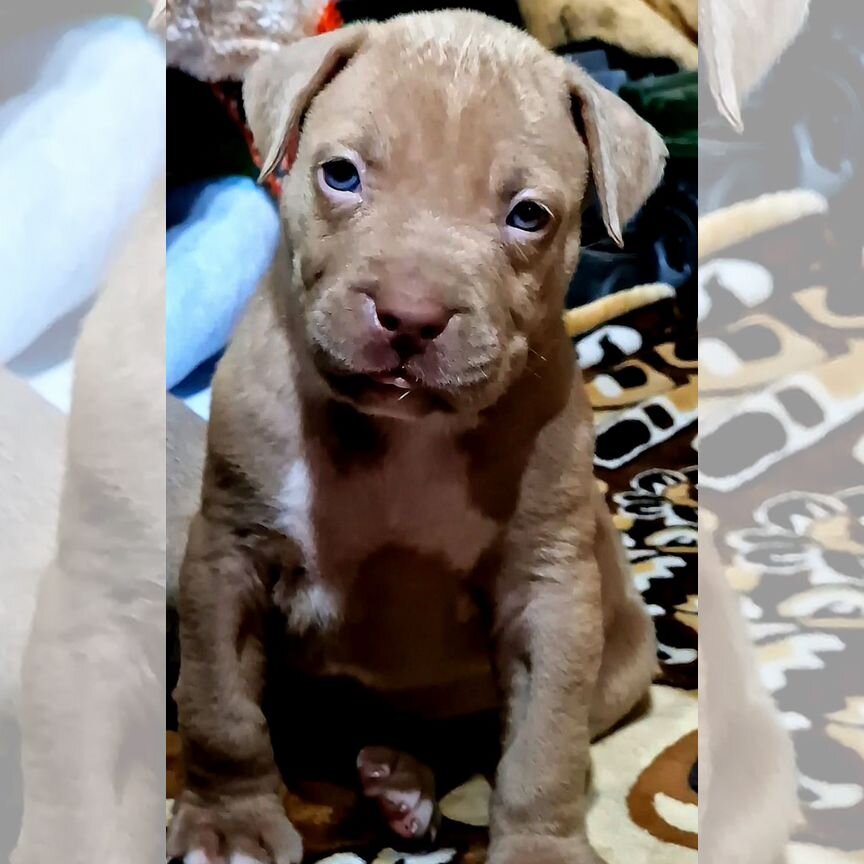 Американский булли, щенок