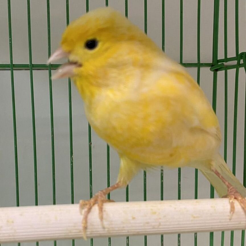 Кенар поющий