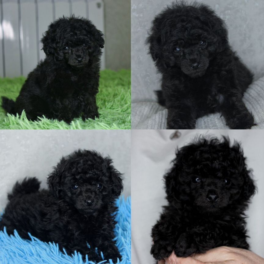 Той-пудель, щенок