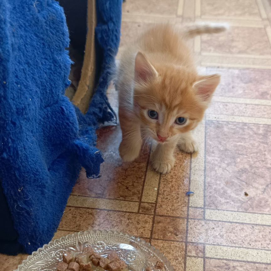 Котик от кошки крысыловки