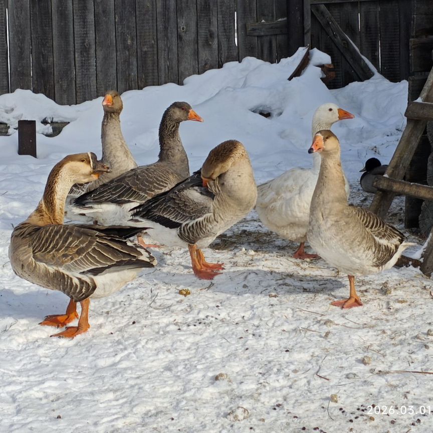 Продаю гусей