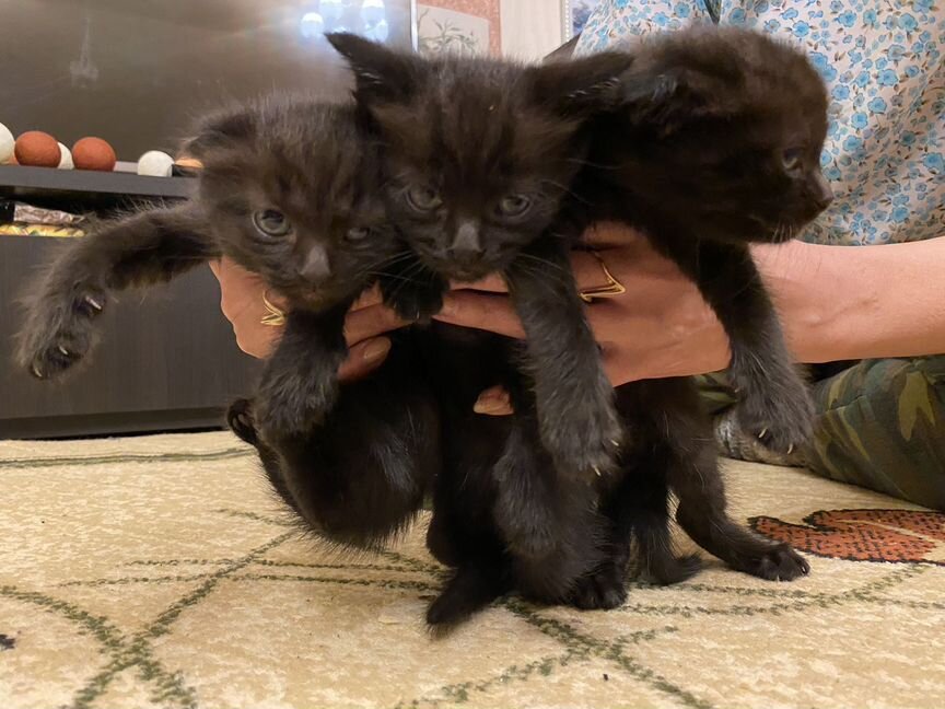 Британские котята