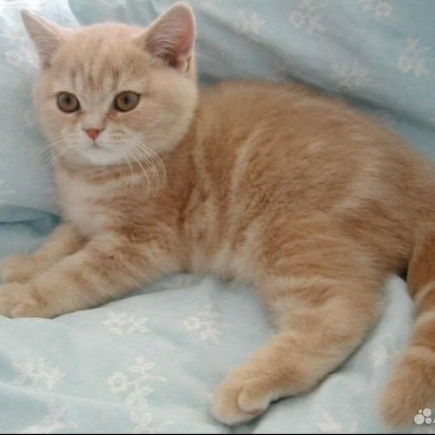 Золото на красном котята
