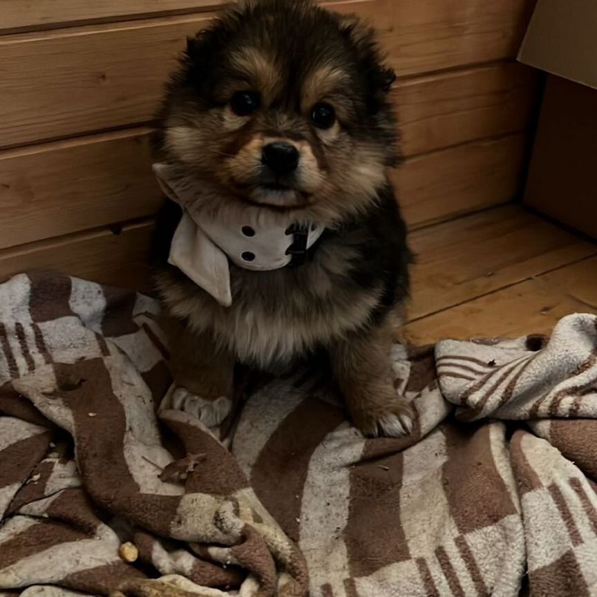 Шоколадная красотка