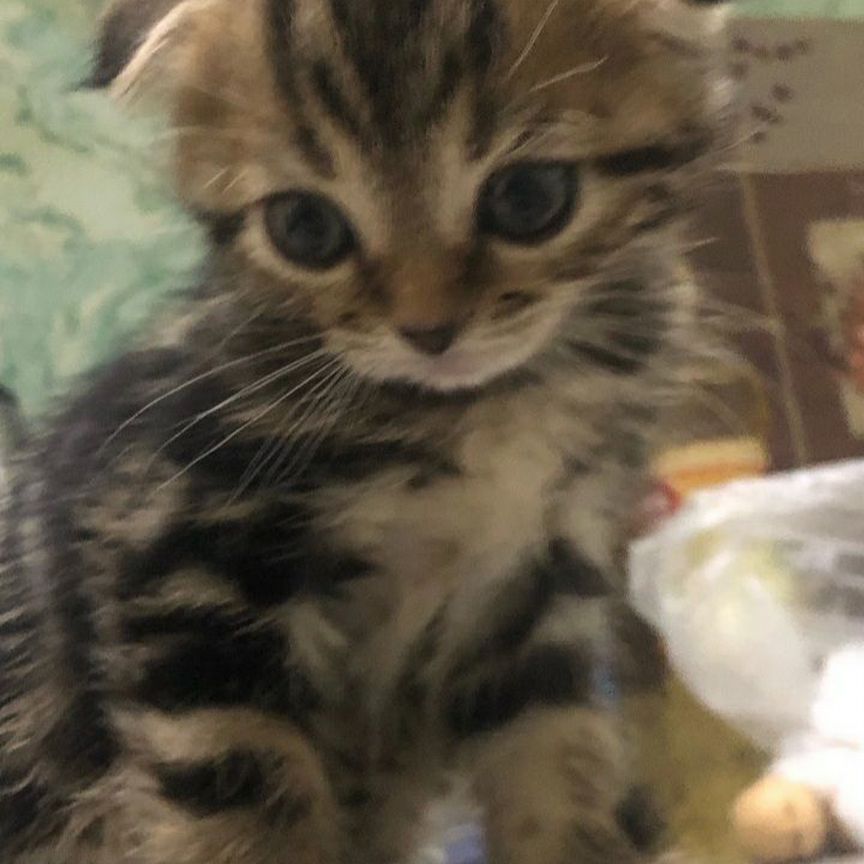 Бенгальская кошечка