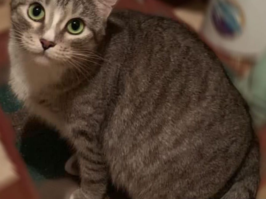 Трагедия кошки Агнии.Серая кошка в добрые руки