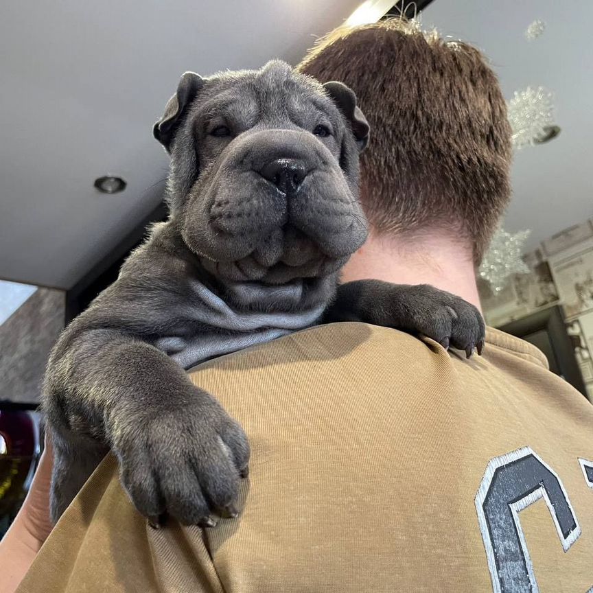 Шарпей - плюшевый медвежонок